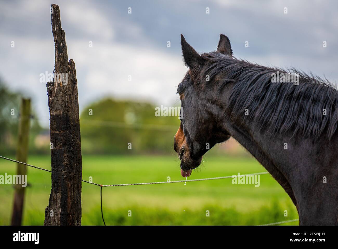 Horse head of a black horse Stock Photo - Alamy