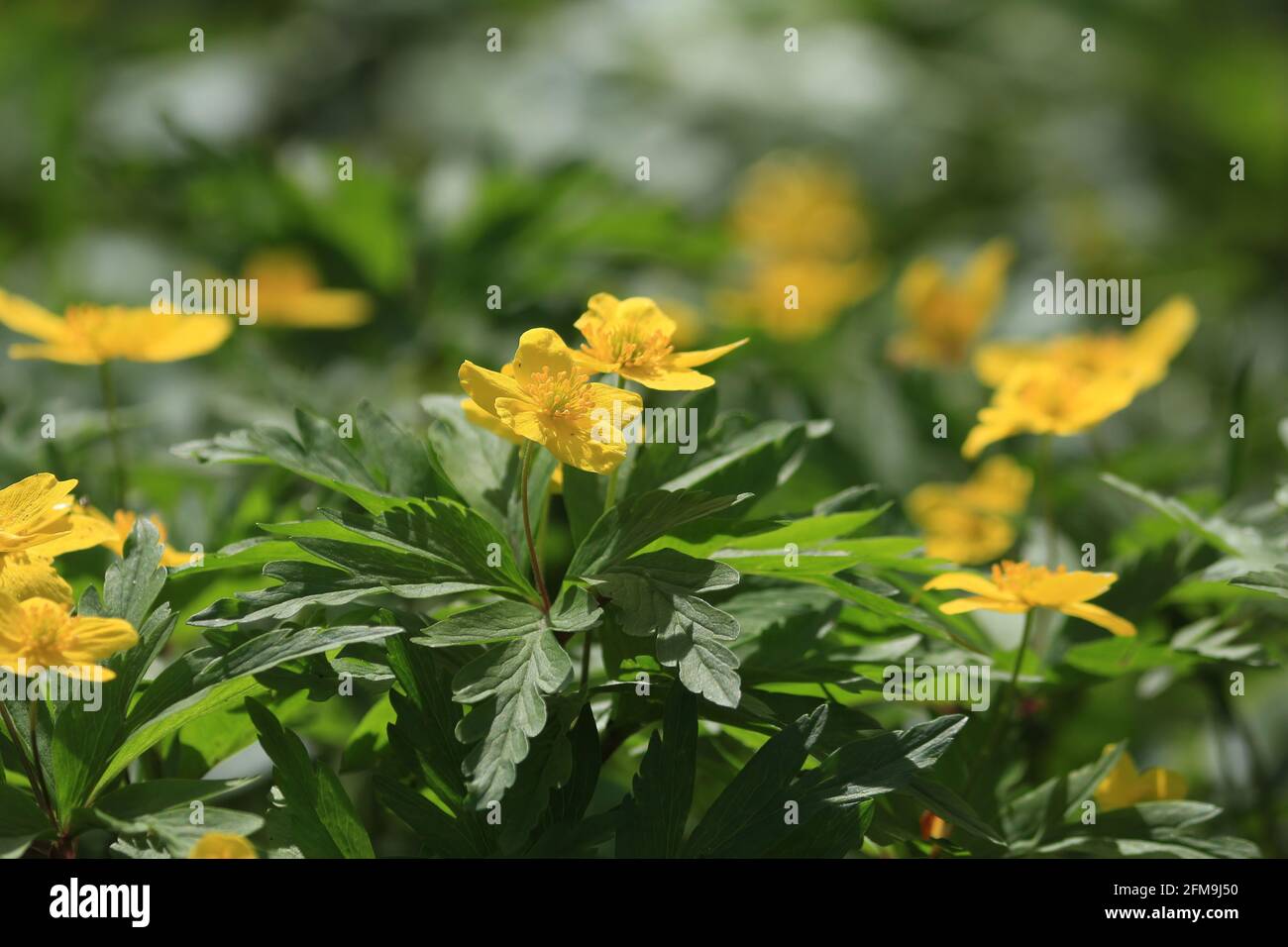 Anemonoides ranunculoides, Yellow Anemone, Yellow Wood Anemone. Yellow ...
