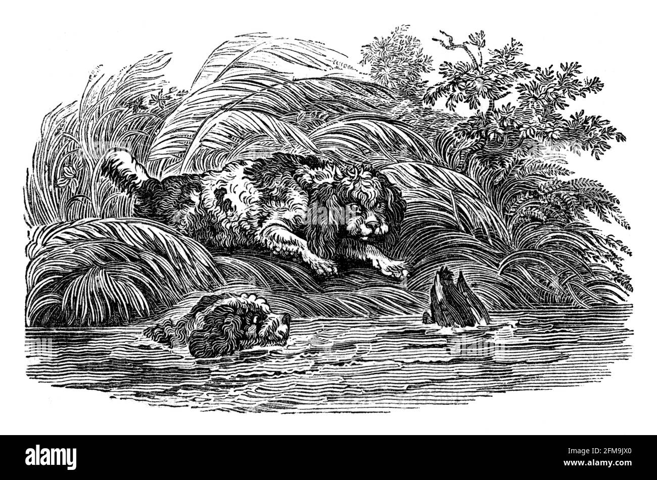 Retrieving waterfowl hi-res stock photography and images - Alamy