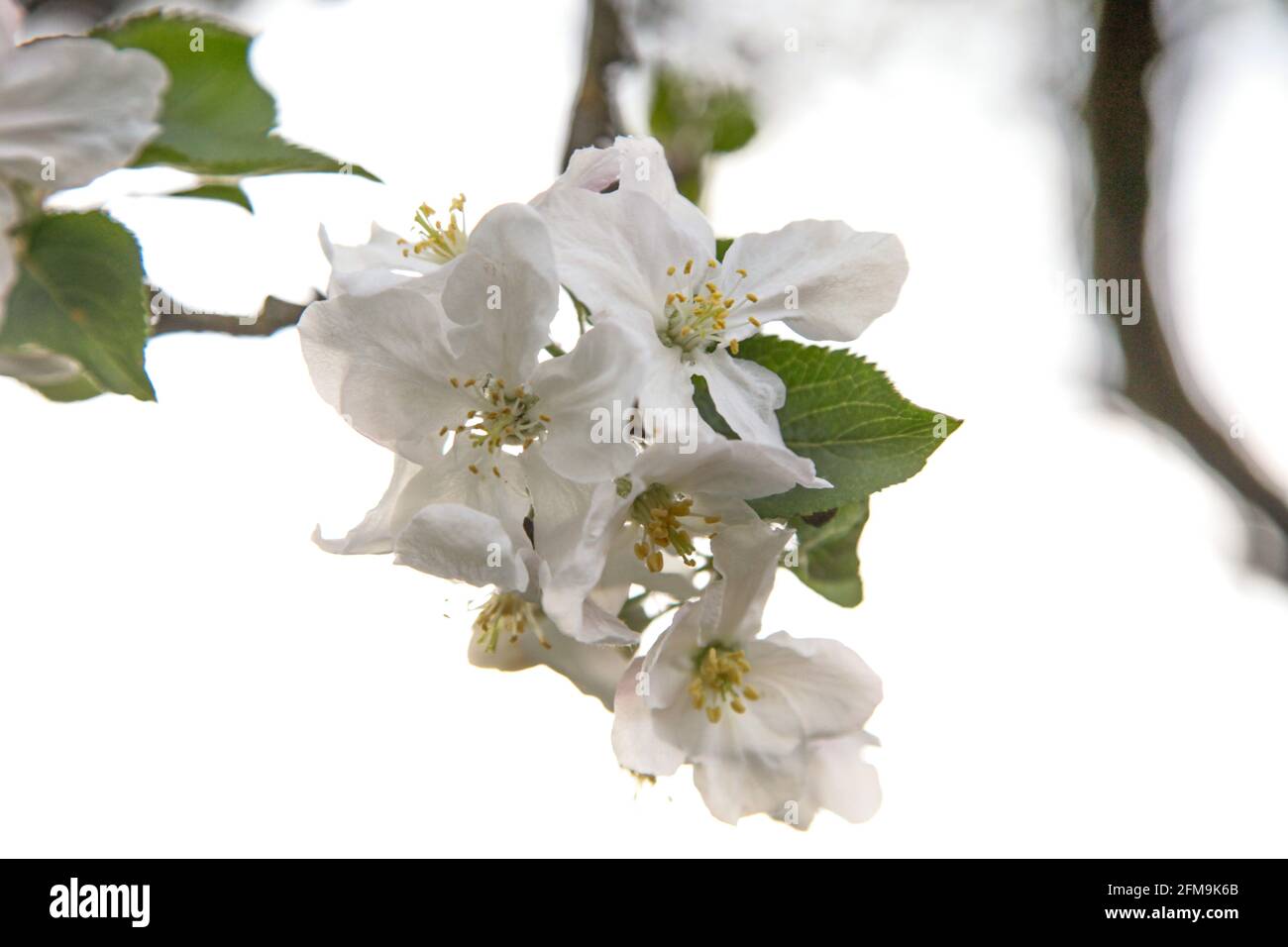 Apple tree, April, spring, Easter, outdoor, apple blossom Stock Photo ...