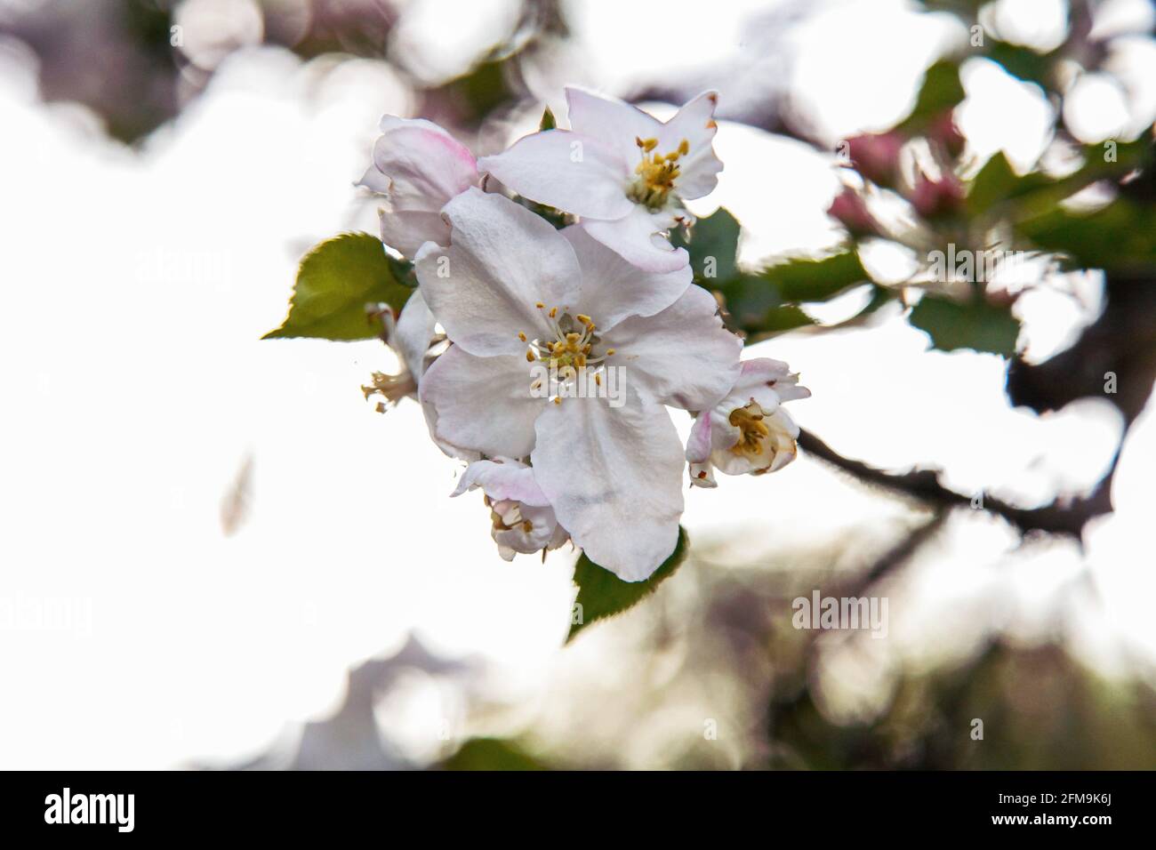Apple tree, April, spring, Easter, outdoor, apple blossom Stock Photo ...