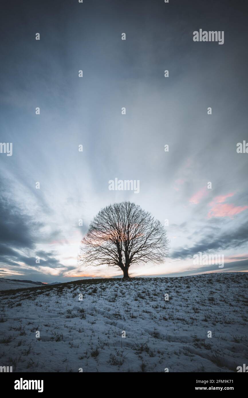 Winter, snow, tree, sunset Stock Photo - Alamy