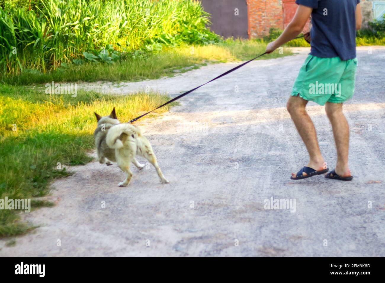 Back view of man and doggy hi-res stock photography and images - Alamy
