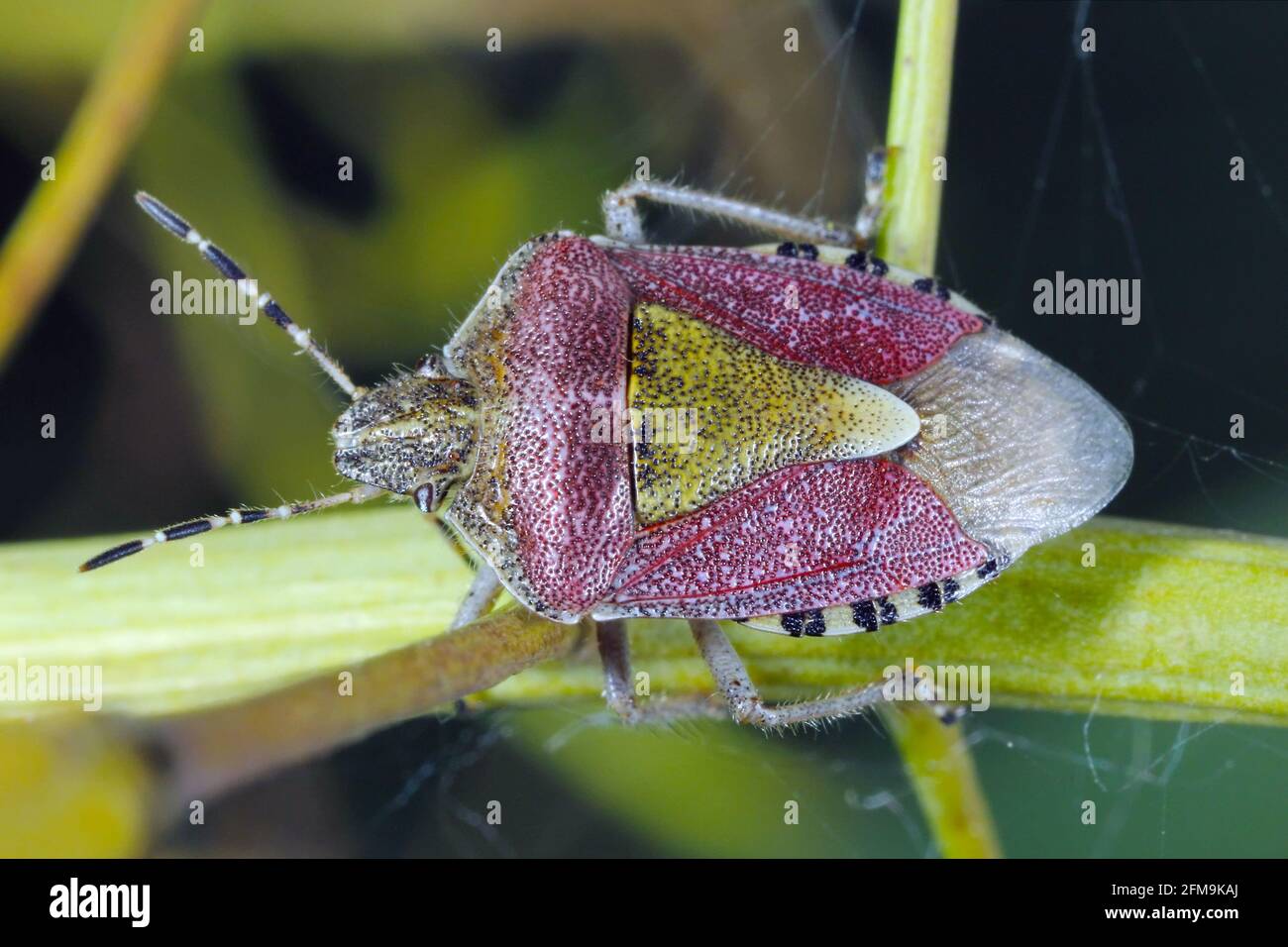 Dolycoris baccarum, the sloe bug, is a species of shield bug in the ...