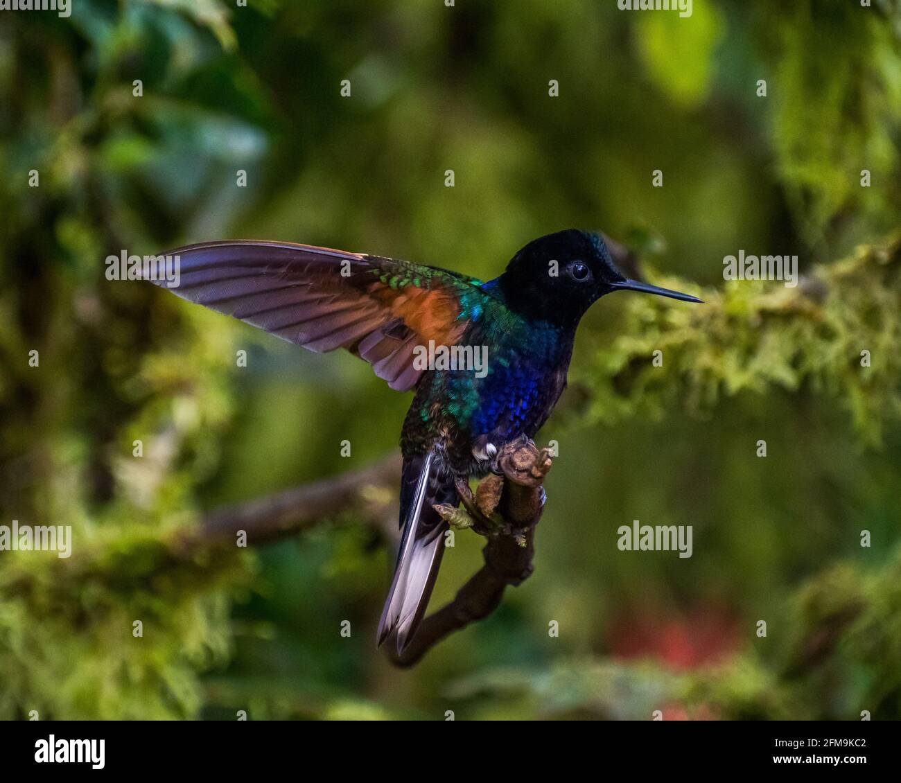 open wings hummingbird Stock Photo - Alamy
