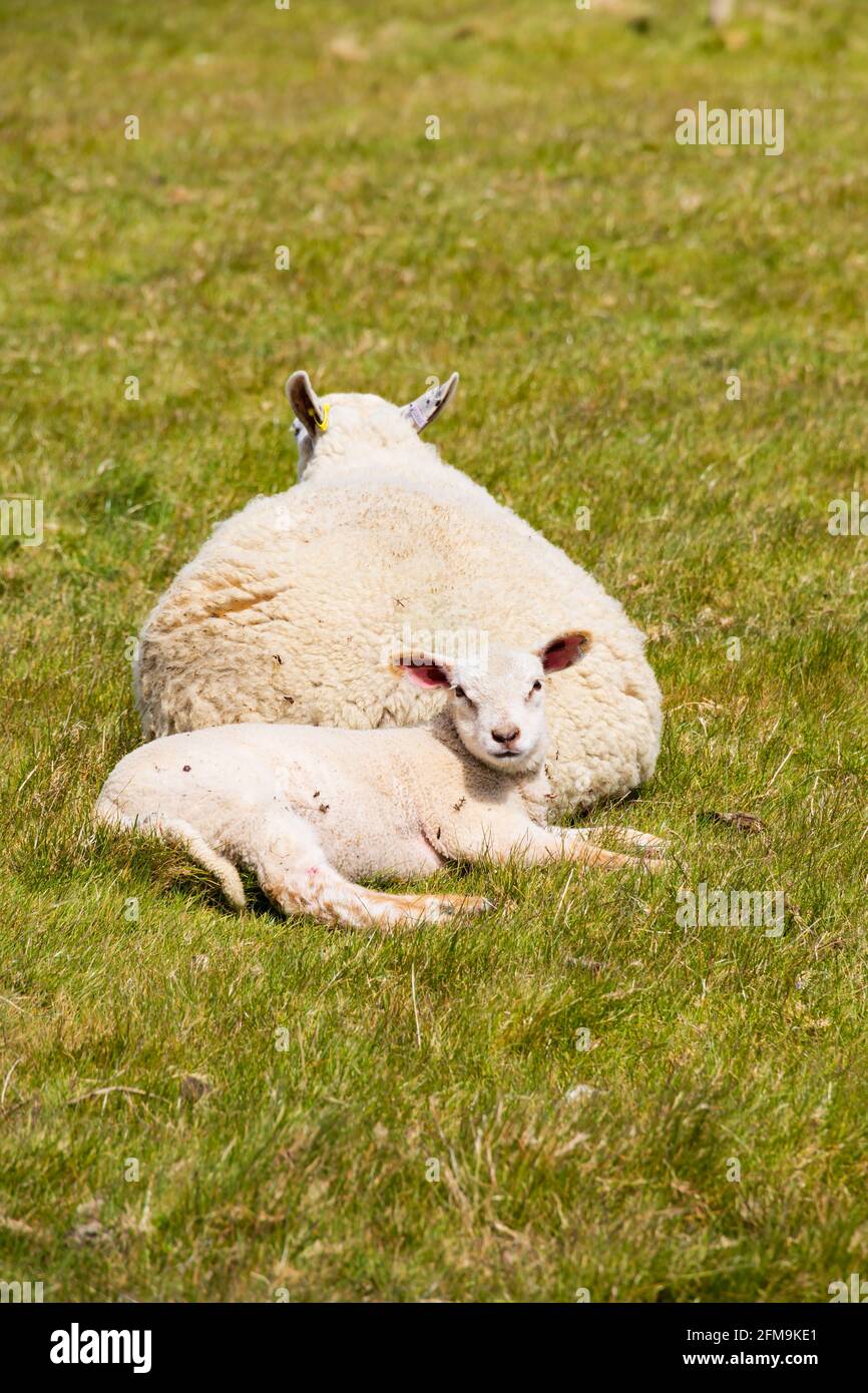 Sheep lamb lying on grass hi-res stock photography and images - Alamy
