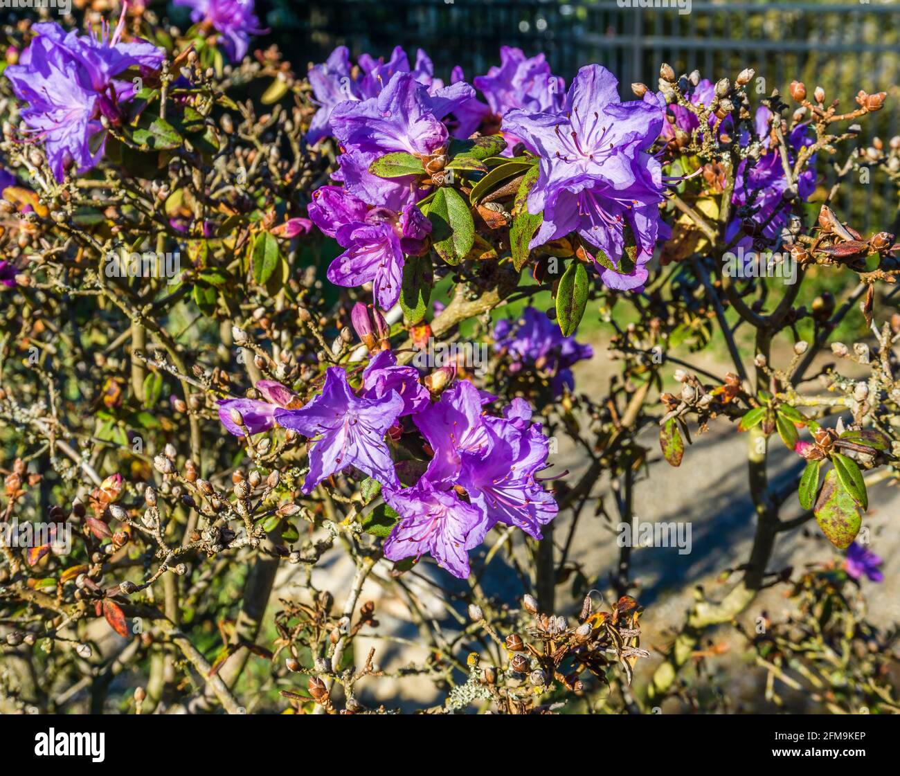A close-up photo of purple blossoms Stock Photo - Alamy