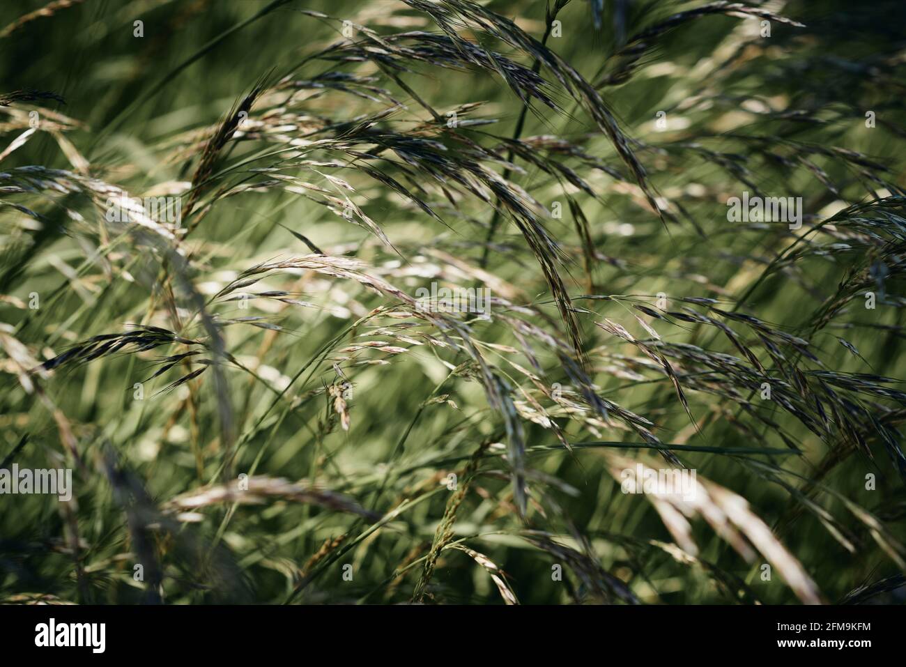 Various tall green grasses sway in the wind on a meadow Stock Photo - Alamy