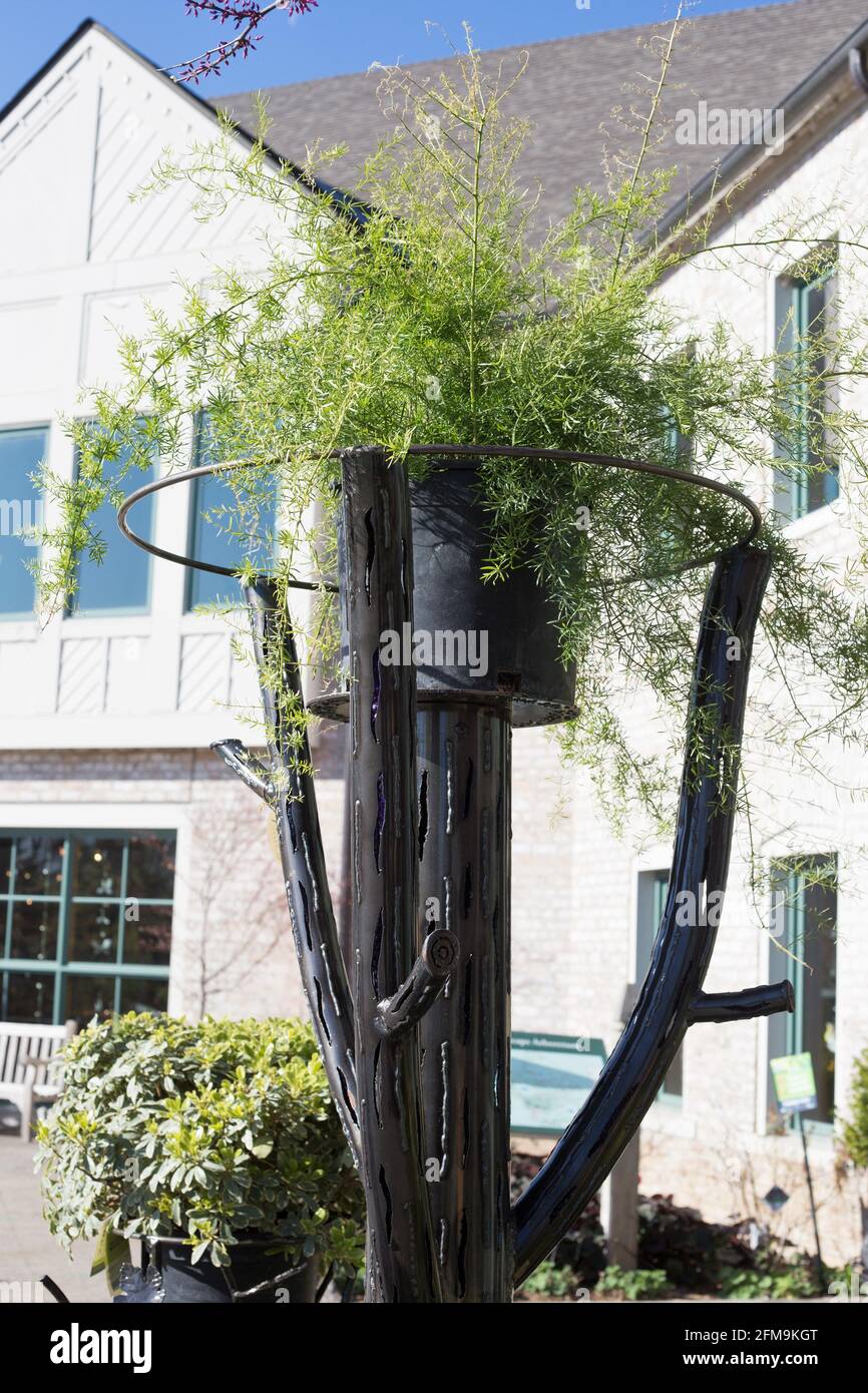 Plants in Fiore trees metal plant basket tree containers Stock Photo ...