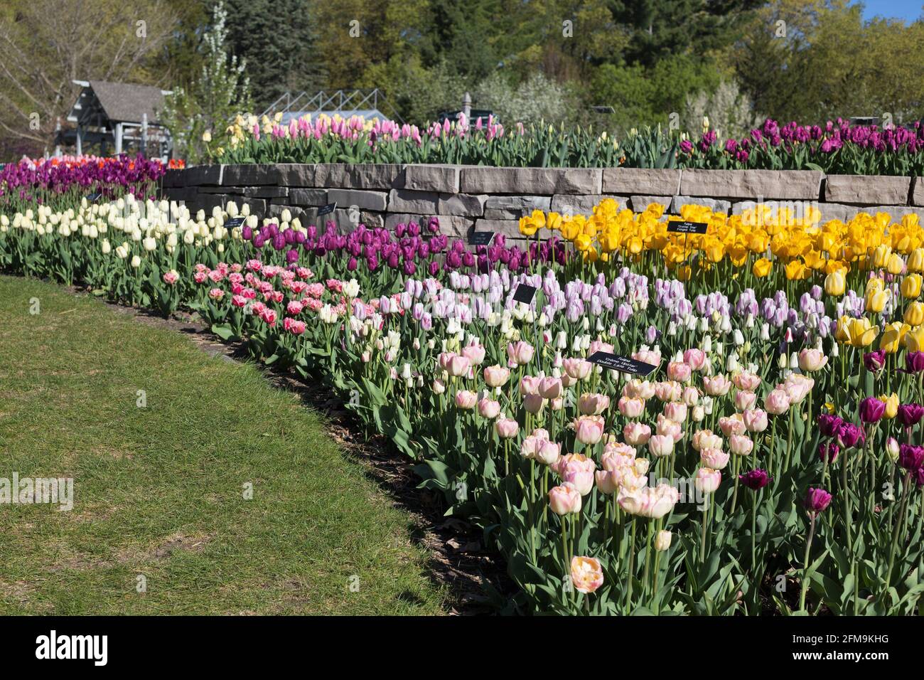 Tulip display at the Minnesota Landscape Arboretum Stock Photo - Alamy