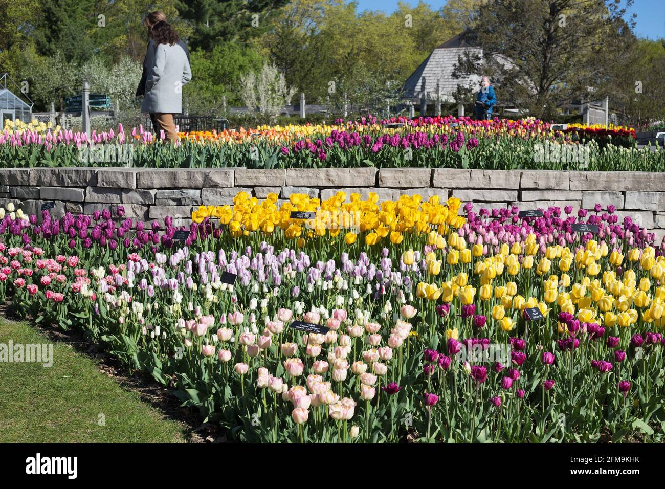 Tulip display at the Minnesota Landscape Arboretum Stock Photo - Alamy