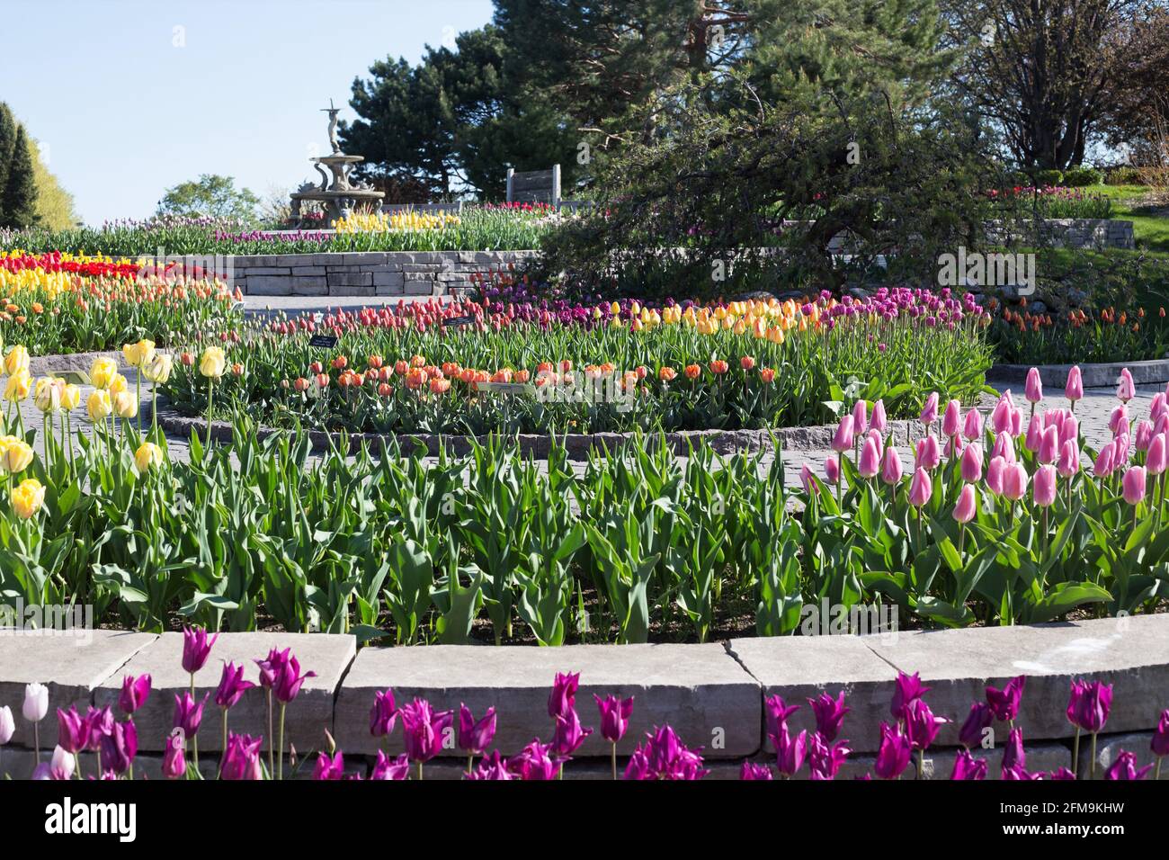 Tulip display at the Minnesota Landscape Arboretum Stock Photo - Alamy