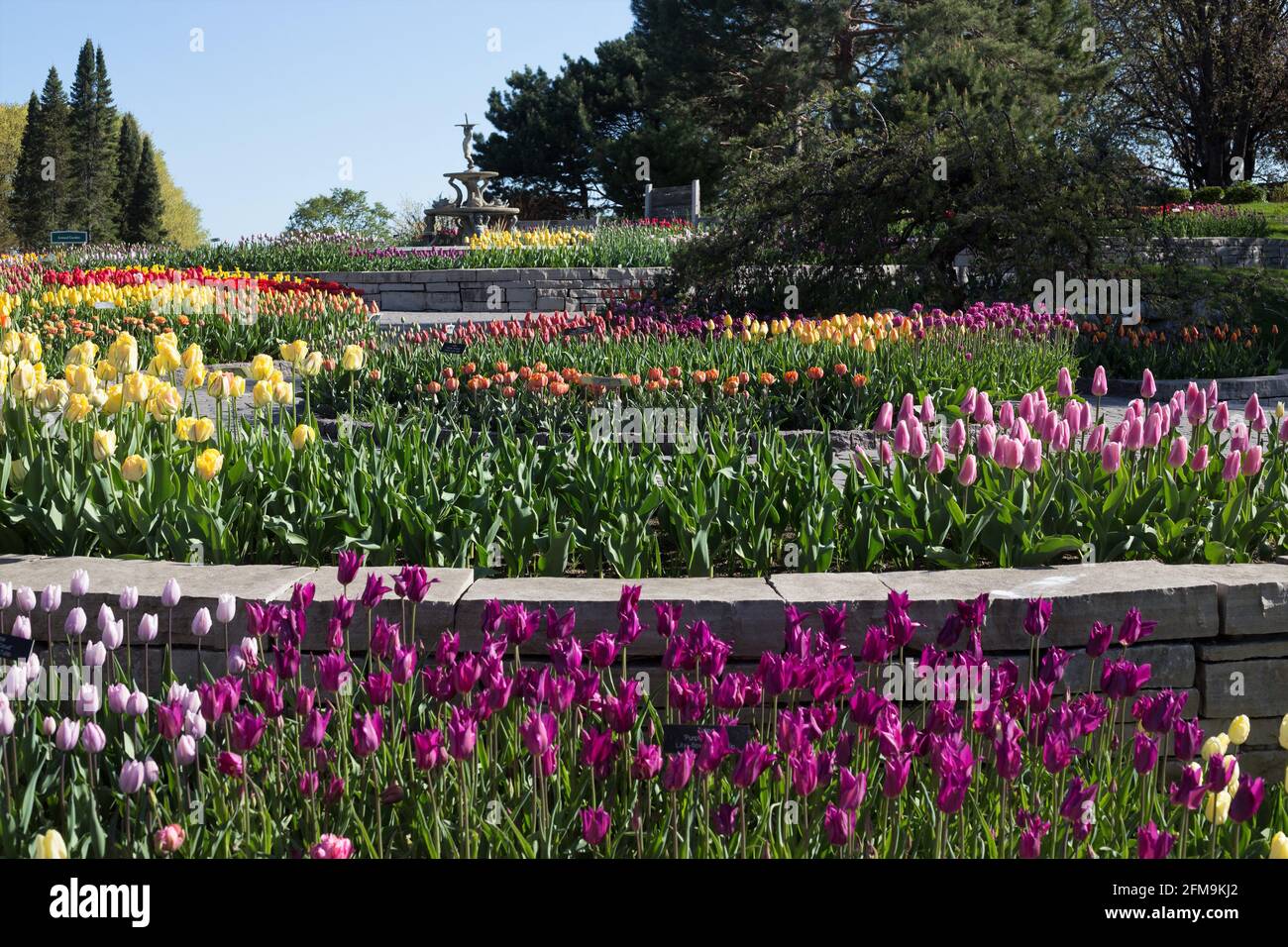 Tulip display at the Minnesota Landscape Arboretum Stock Photo - Alamy