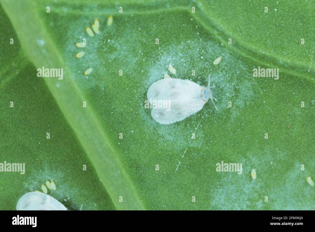 Rapeseed plants with pest Cabbage Whitefly (Aleyrodes proletella ...
