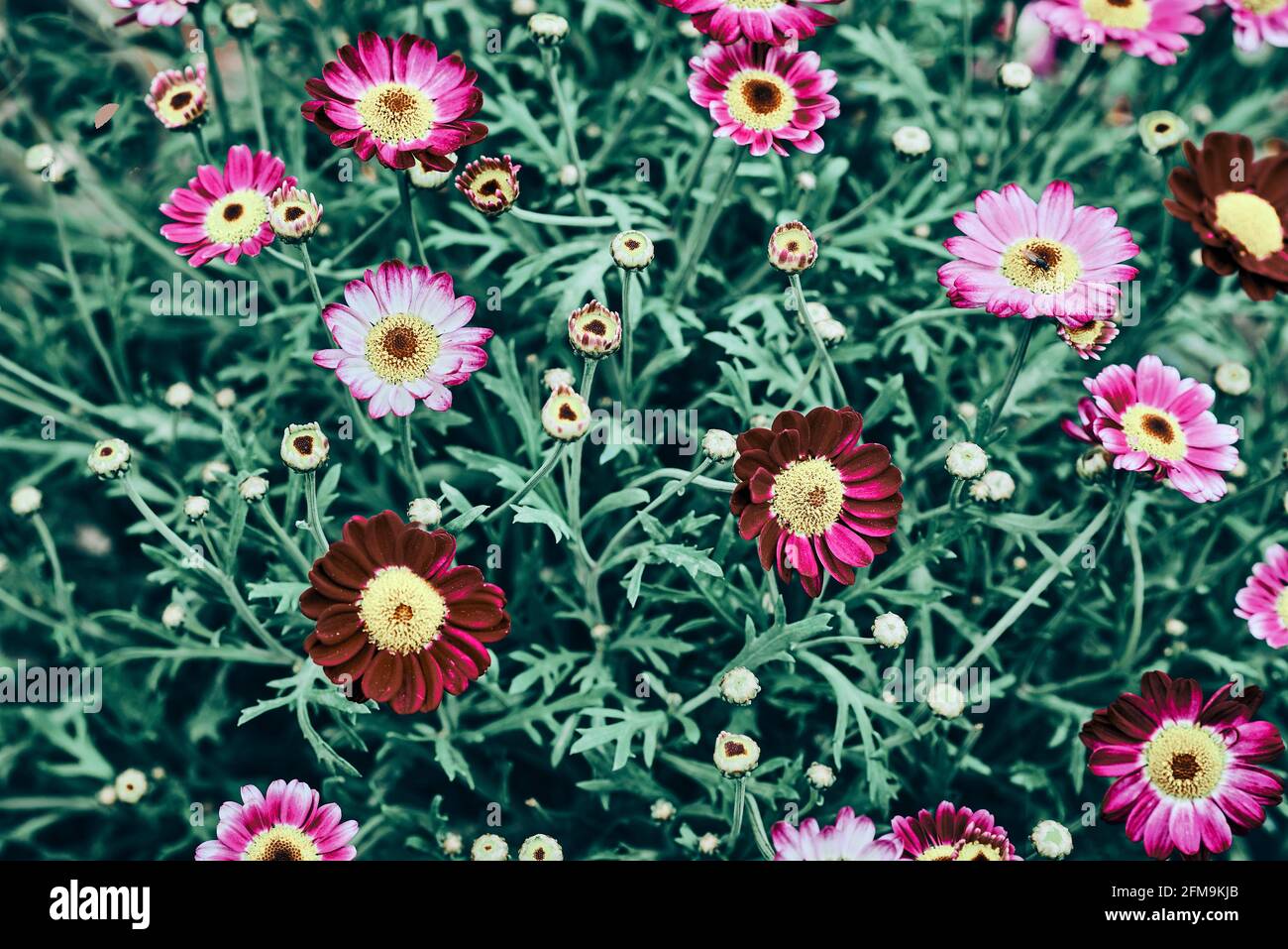 Colorful mix of daisies in the garden, alienated in color Stock Photo ...