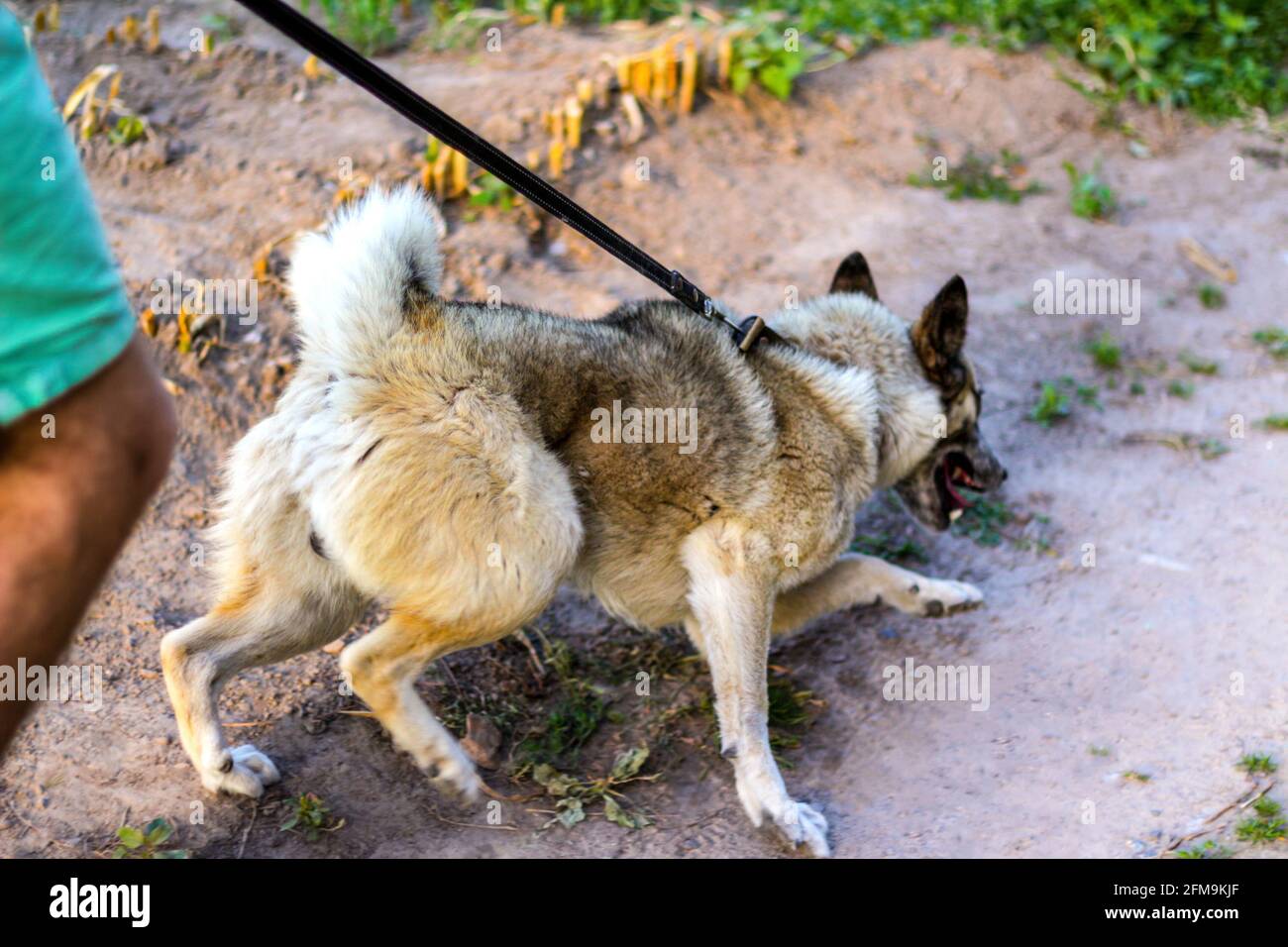 Tenacity hi-res stock photography and images - Alamy