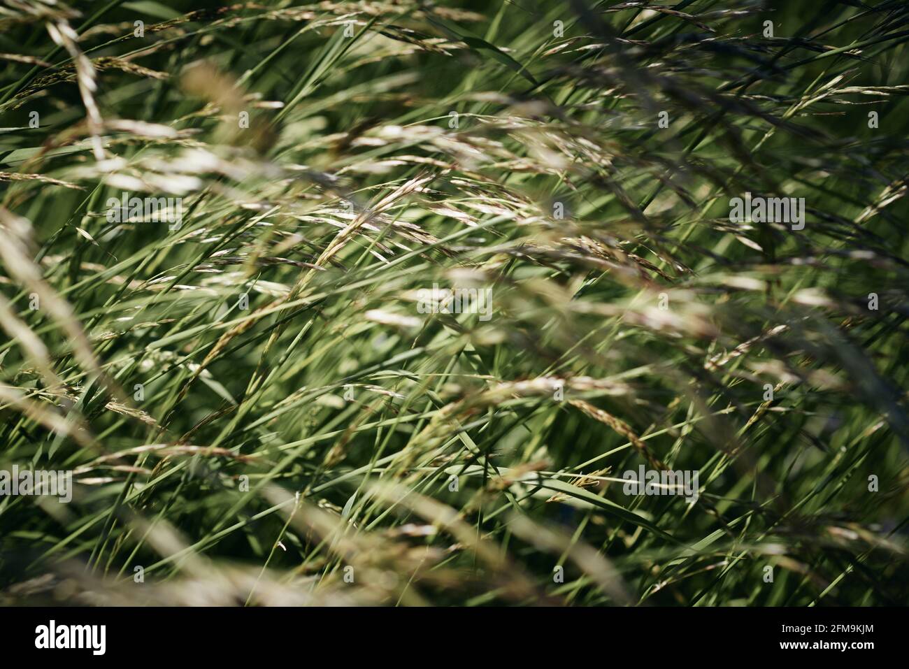Various tall green grasses sway in the wind on a meadow Stock Photo - Alamy