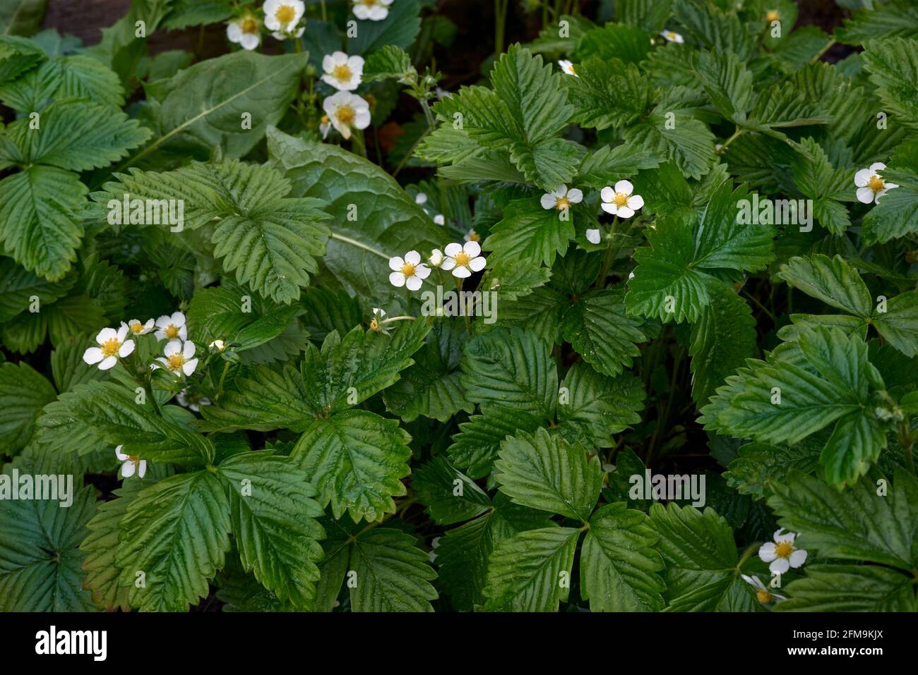 Strawberries bloom hi-res stock photography and images - Alamy