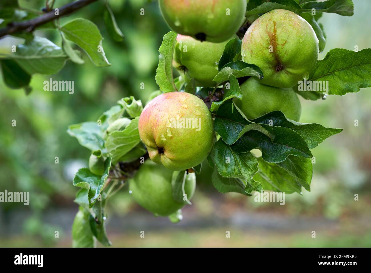 Dew on tree hi-res stock photography and images - Alamy