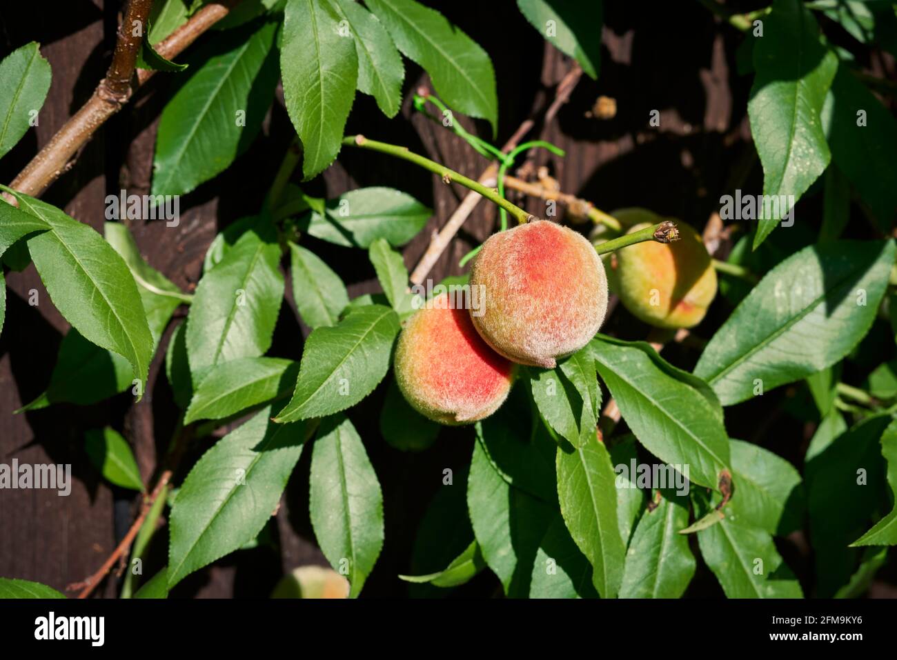 Close up peaches hi-res stock photography and images - Alamy