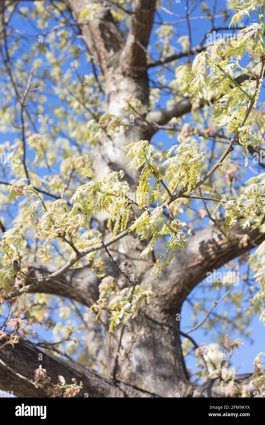 Quercus ellipsoidalis Majestic Skies 'Bailskies' Northern pin oak tree ...