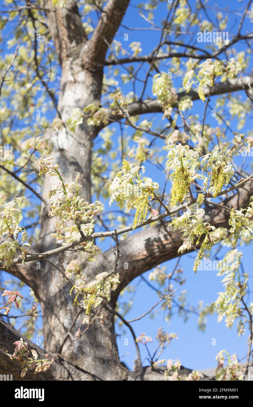 Quercus ellipsoidalis Majestic Skies 'Bailskies' Northern pin oak tree ...
