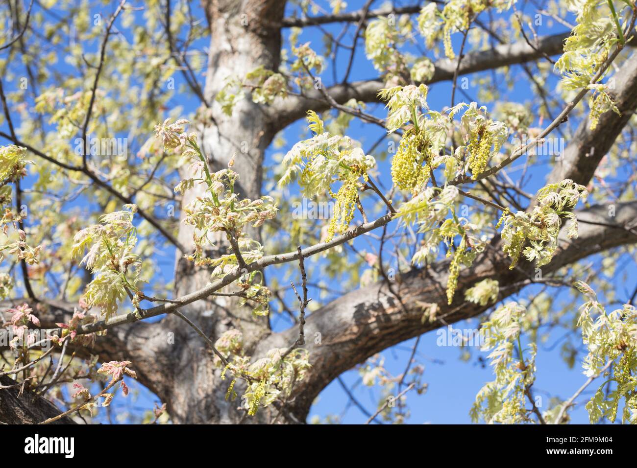 Quercus ellipsoidalis Majestic Skies 'Bailskies' Northern pin oak tree ...