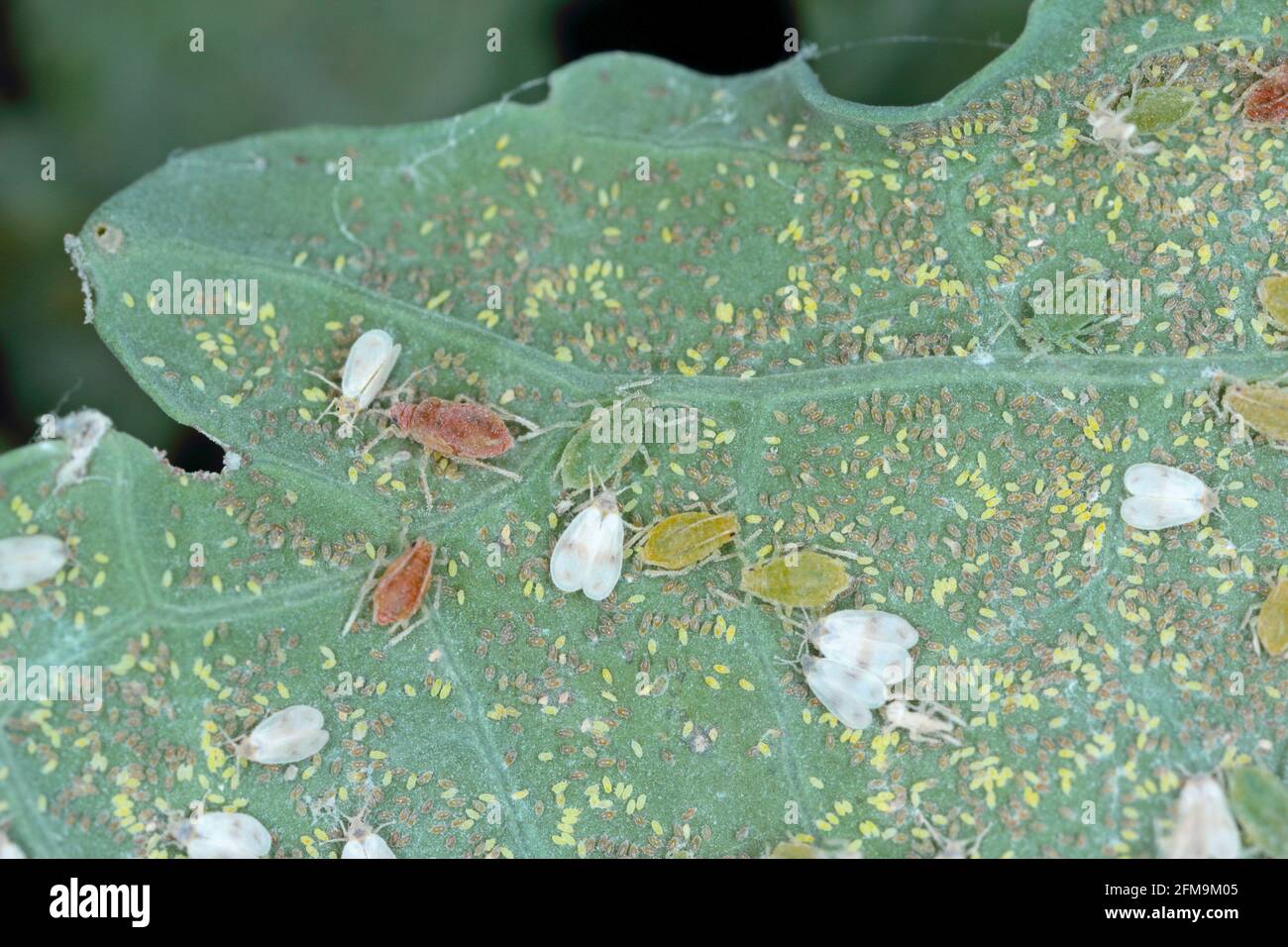 Cabbage Whitefly (Aleyrodes proletella) and green peach aphid or the ...