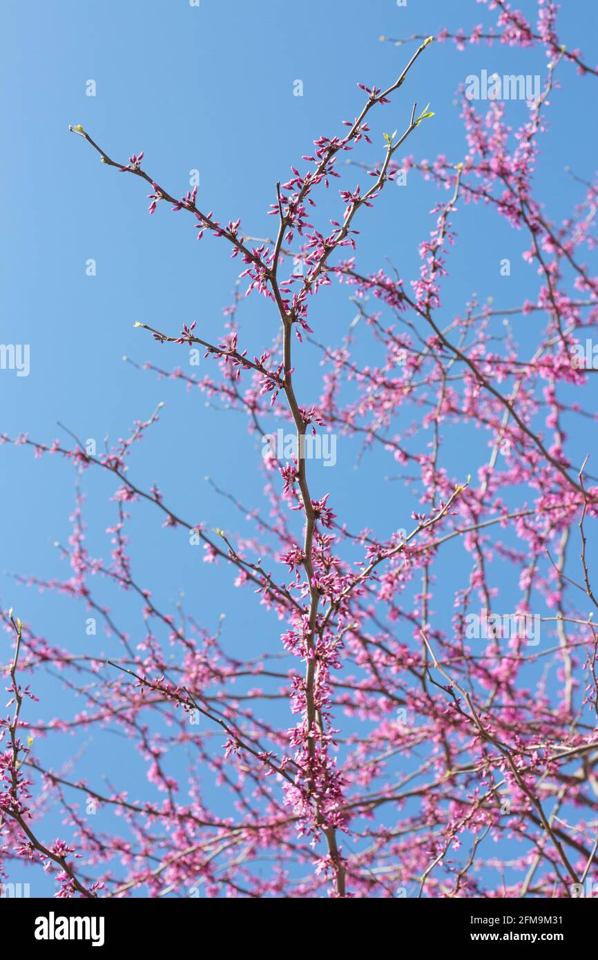 Cercis canadensis Minnesota strain redbud tree Stock Photo - Alamy
