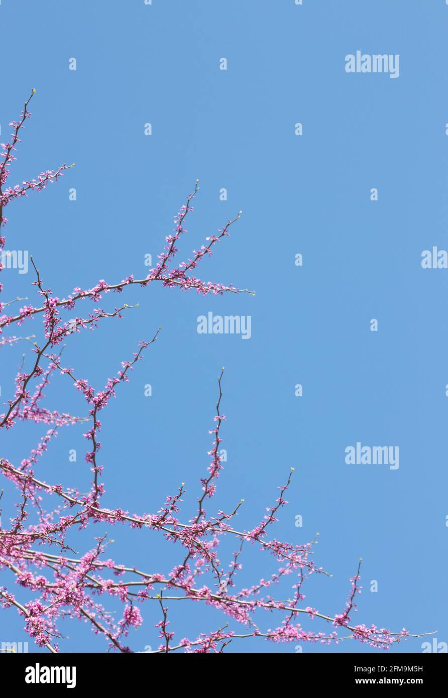 Cercis canadensis Minnesota strain redbud tree Stock Photo - Alamy