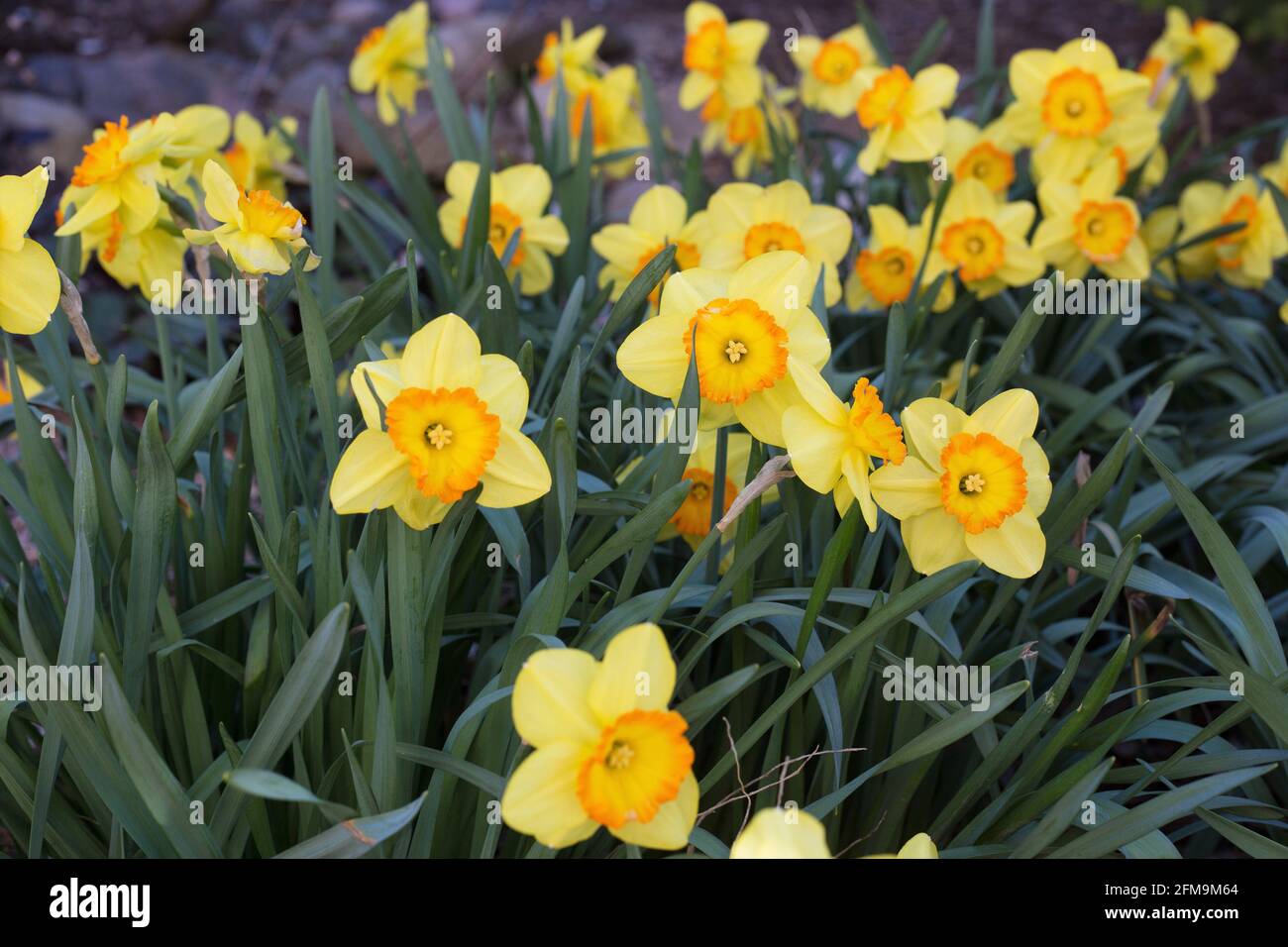 Large cupped daffodil hi-res stock photography and images - Alamy