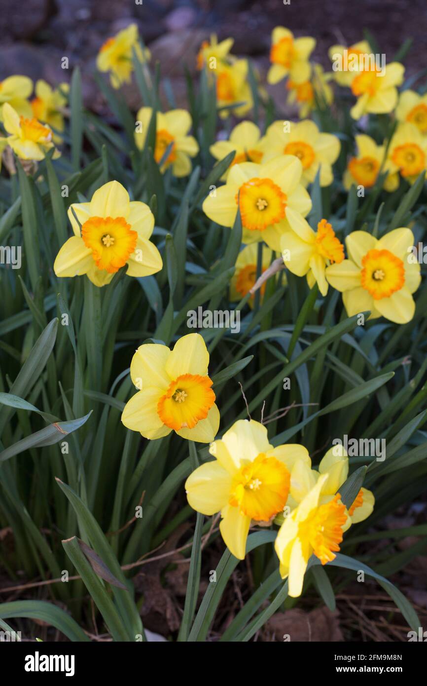Large cupped daffodil narcissus hi-res stock photography and images - Alamy