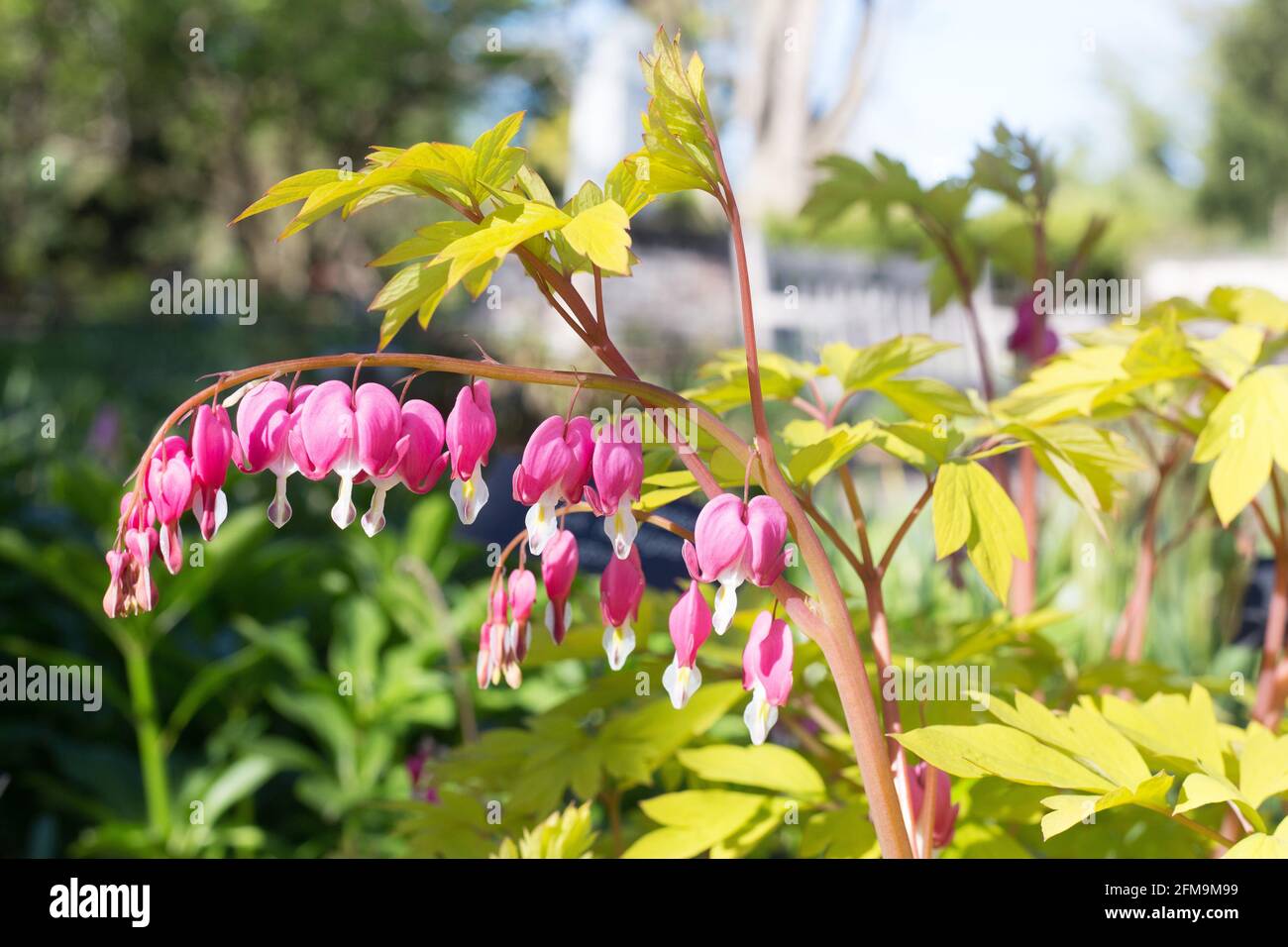 Lamprocapnos spectabilis 'Gold Heart' Stock Photo - Alamy