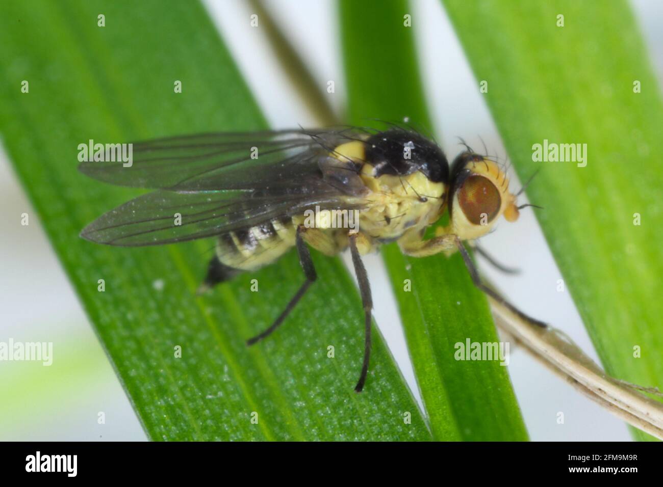Fly of Phytomyza rufipes (Diptera, Agromyzidae: leaf-miner flies). It ...