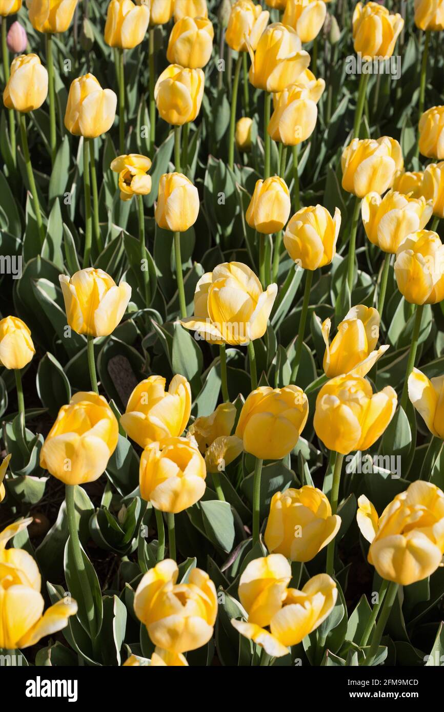 Tulipa 'Jaap Groot' Darwin hybrid tulip Stock Photo - Alamy