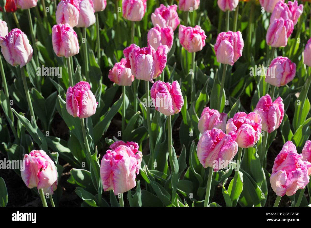 Parrot Tulip High Resolution Stock Photography and Images - Alamy