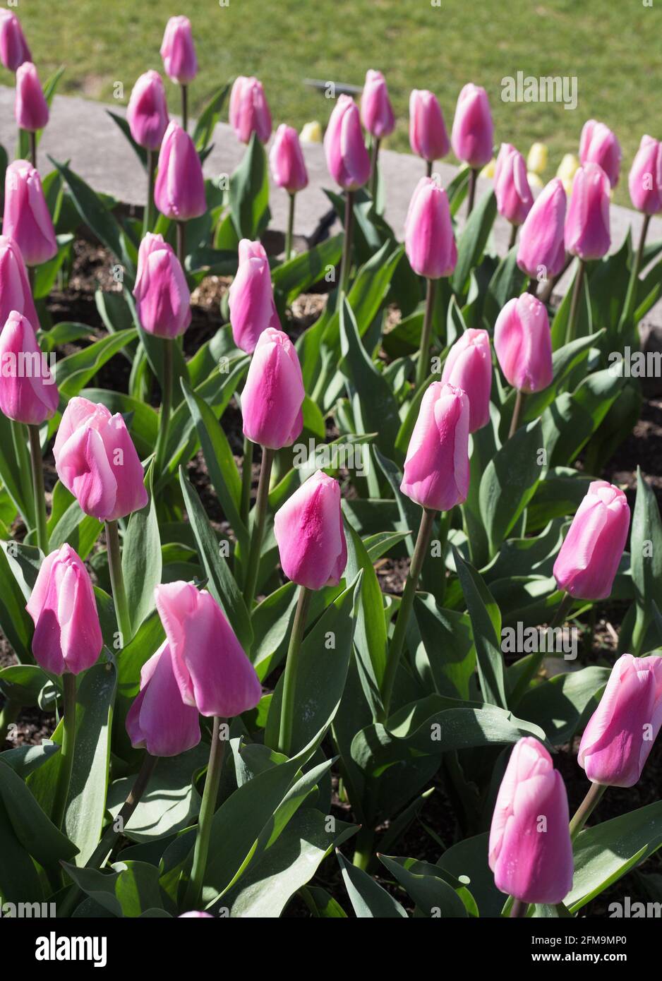 Triumph may flower hi-res stock photography and images - Alamy