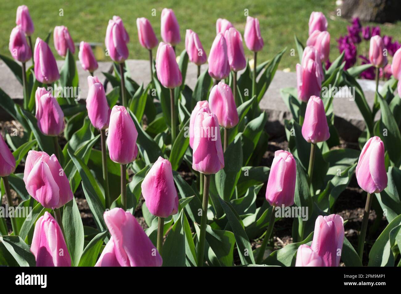 Tulipa 'Algarve' triumph tulip Stock Photo - Alamy
