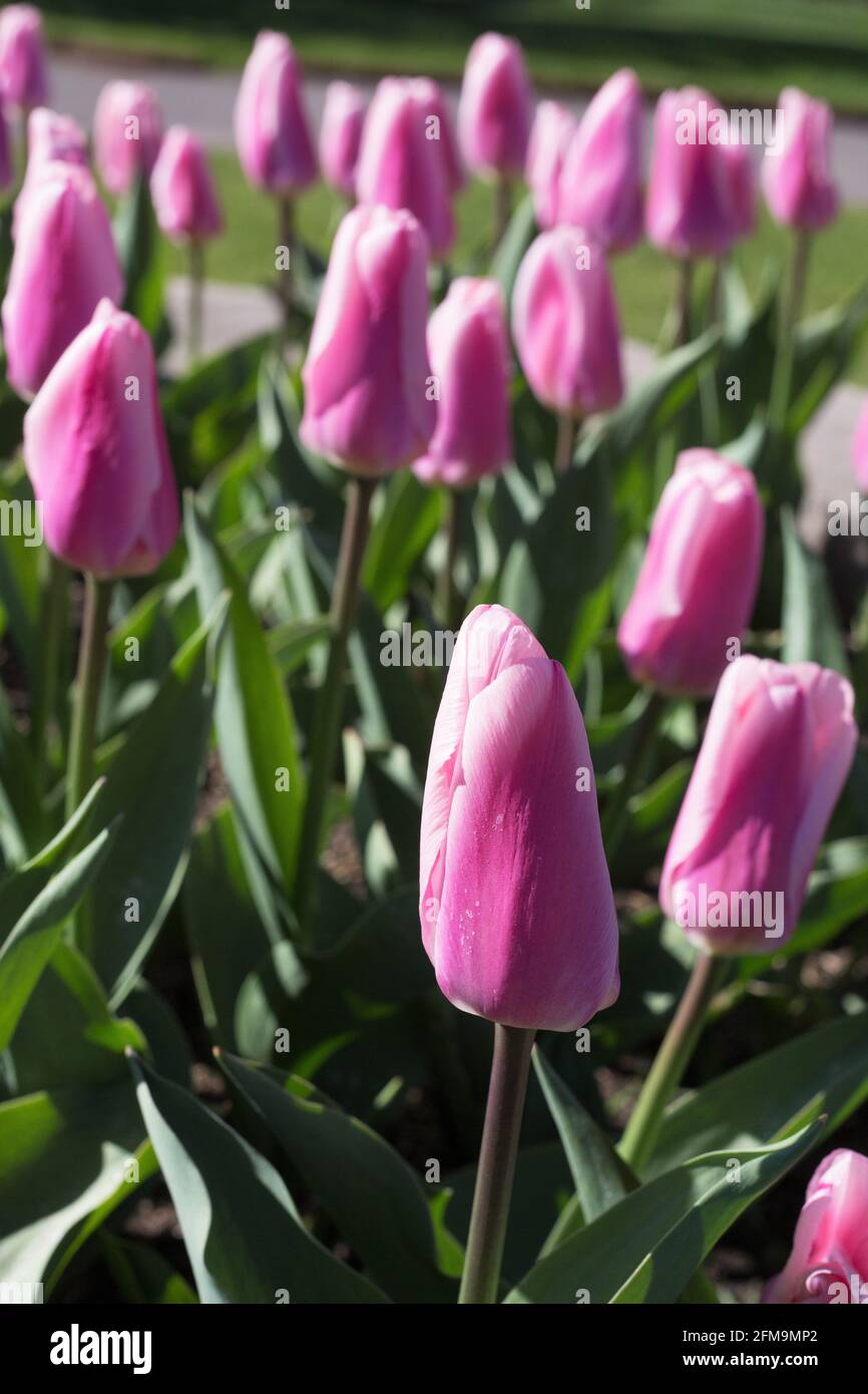 Triumph may flower hi-res stock photography and images - Alamy