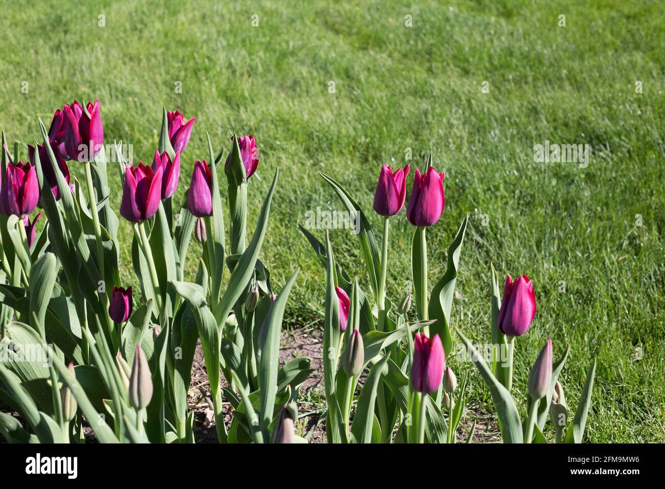 Tulip merlot hi-res stock photography and images - Alamy