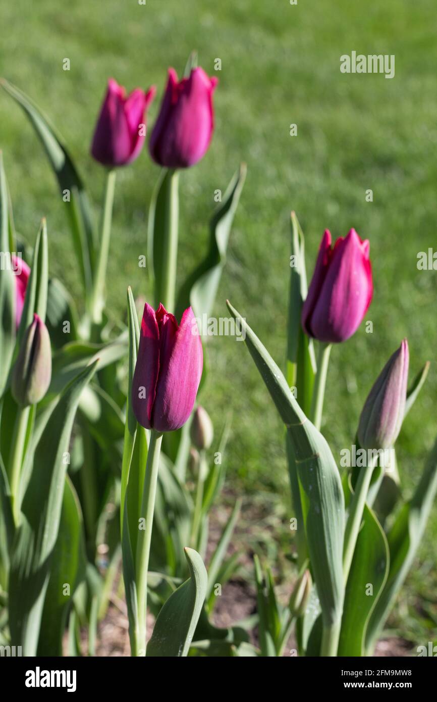 Merlot tulip hi-res stock photography and images - Alamy