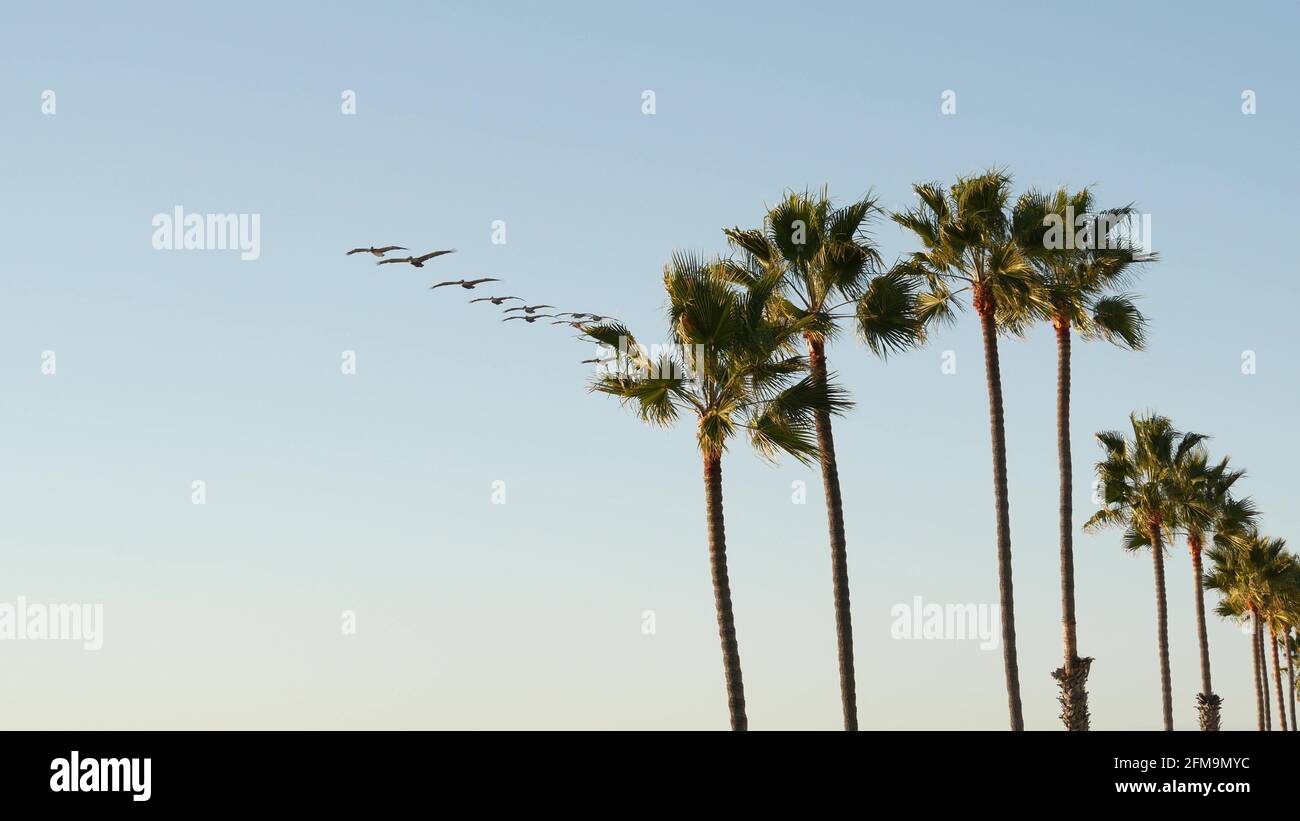 Big pelican birds flying, pelecanus flock soaring in sky, large ...