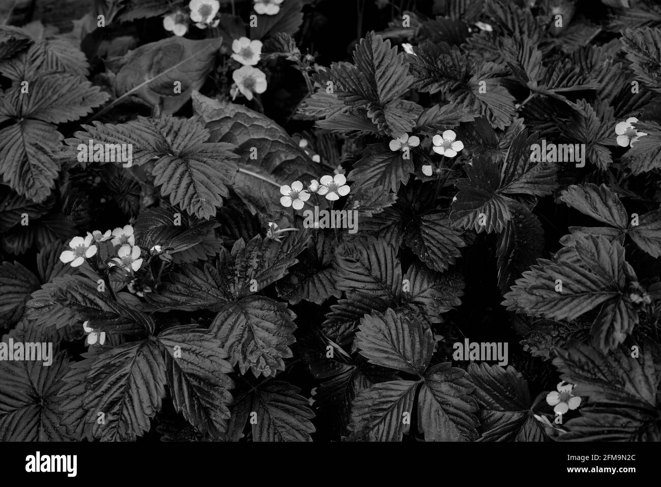 Strawberries in bloom Stock Photo - Alamy