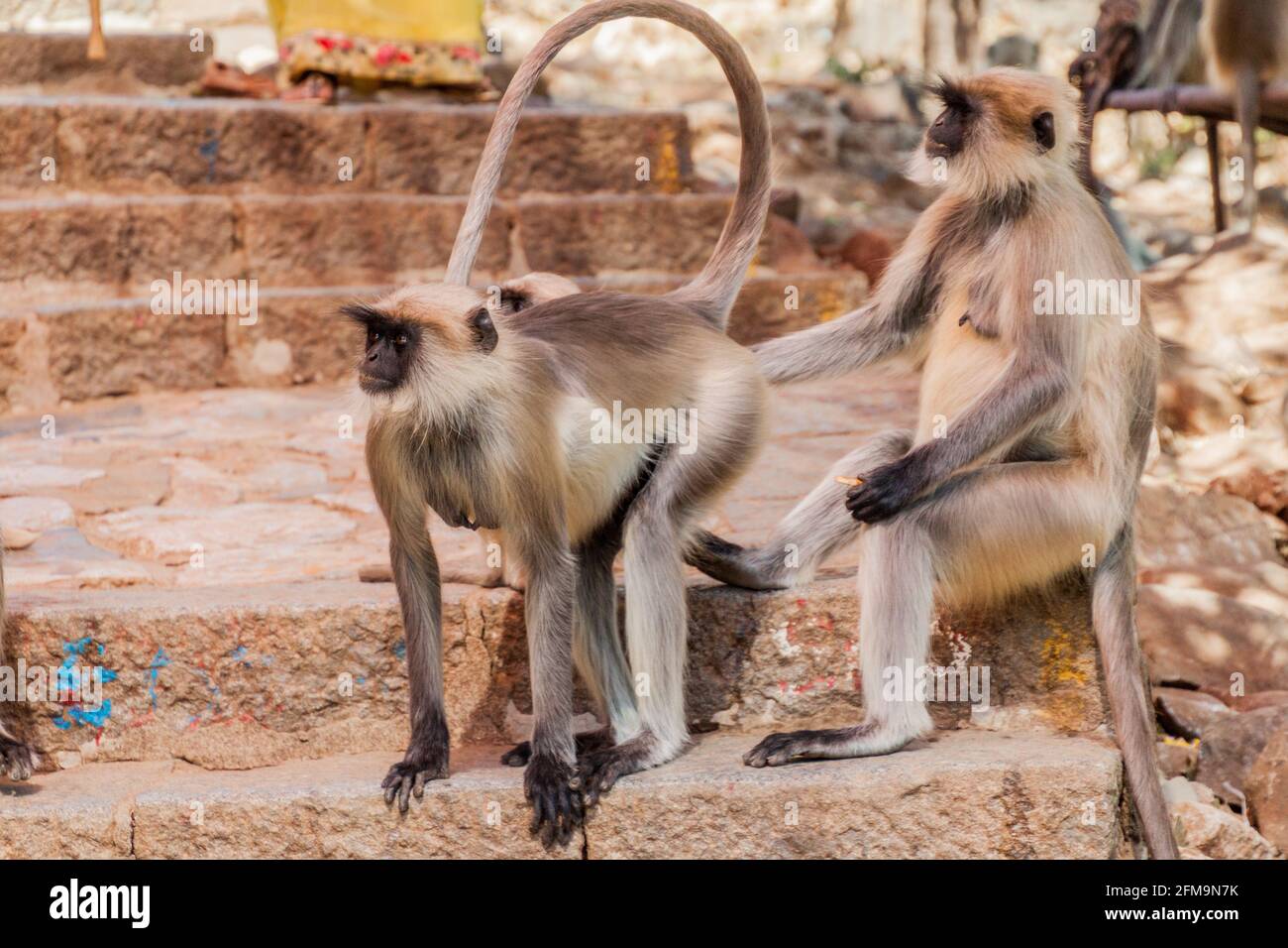 Langur monkeys with a biscuit at Girnar Hill, Gujarat state, India ...