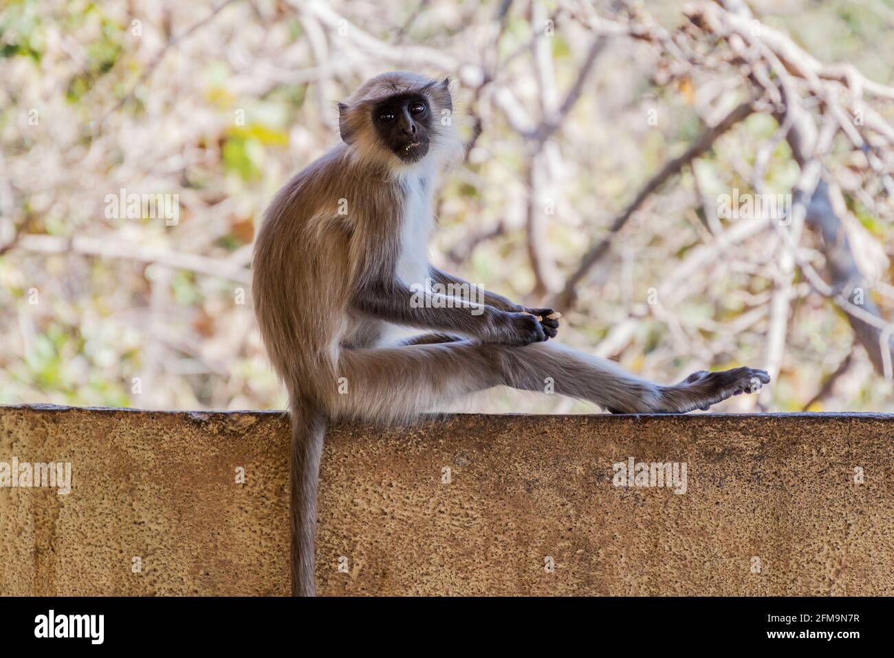 India Hill Monkey High Resolution Stock Photography and Images - Alamy