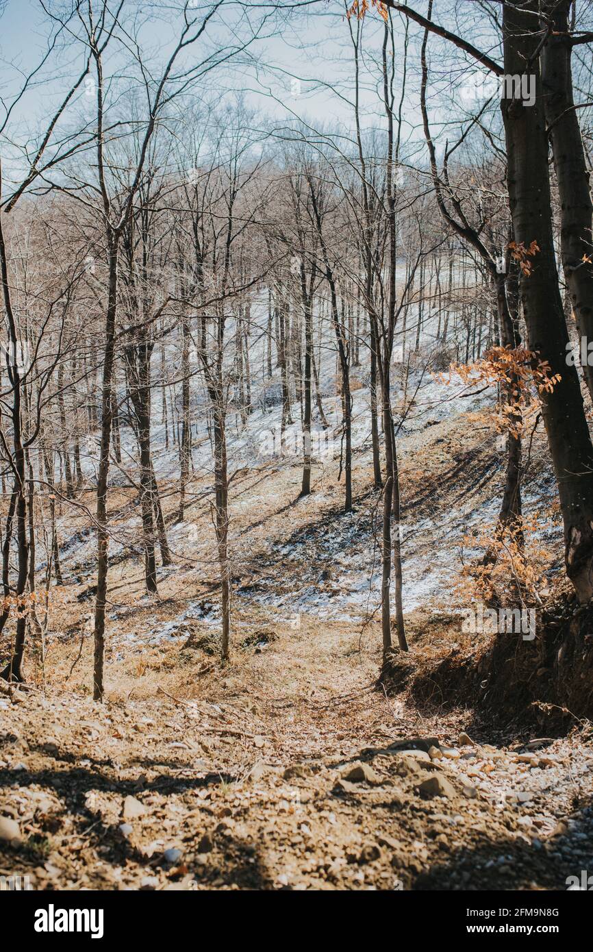 Spring landscape with melting snow and thawed patches in the forest ...