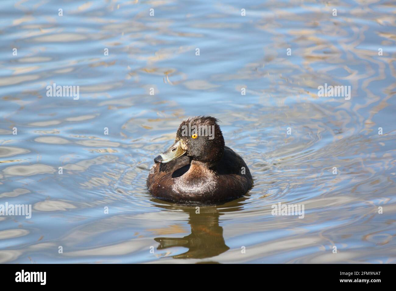 Striking image of a bird hi-res stock photography and images - Alamy