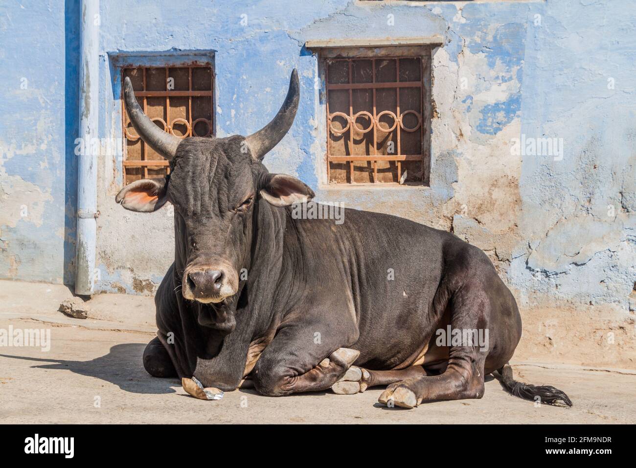 Blue cow of india hi-res stock photography and images - Alamy