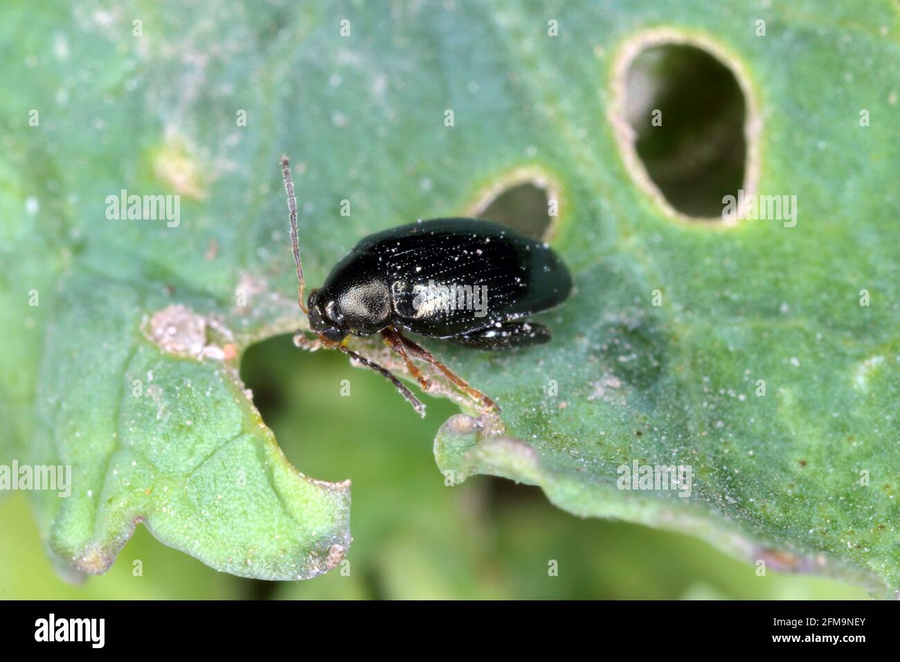 Cabbage Stem Flea Beetle (Psylliodes chrysocephala) on damaged Oilseed ...
