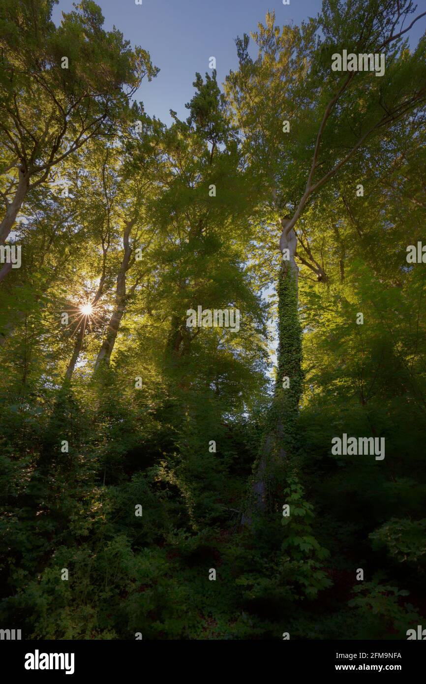 Deciduous forest, light-flooded trees Stock Photo - Alamy